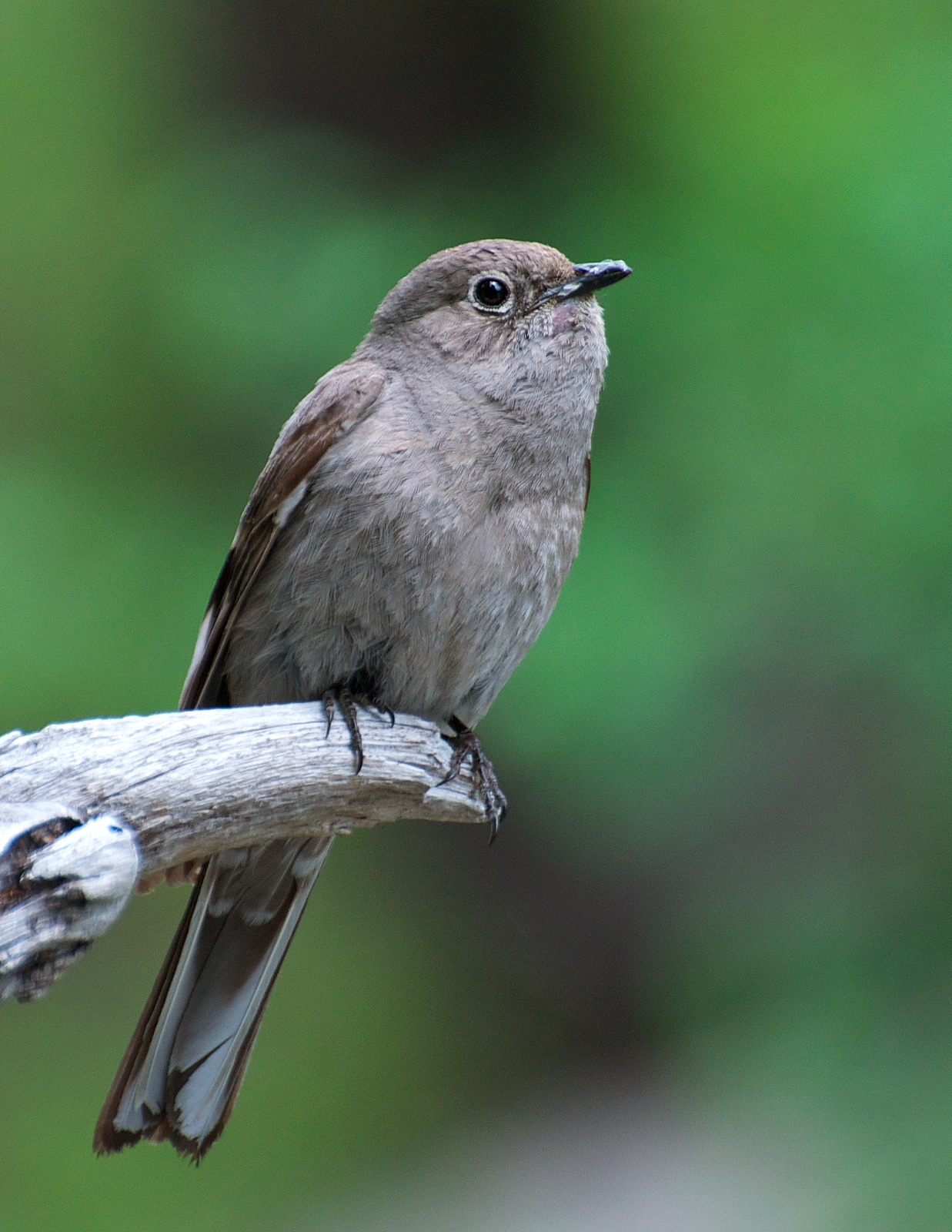 NW Bird Blog: Townsend's Solitaire